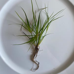 Creeping Rush Juncus Repens Single Stem Easy Foreground carpeting Live ...