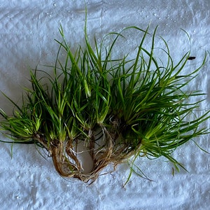 Creeping Rush Juncus Repens Single Stem Easy Foreground carpeting Live ...