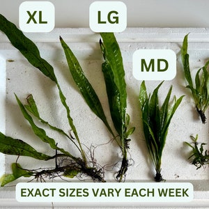 FANCY Live Aquarium Ferns Bolbitis, Windelov, Lacy Java Fern, Large ...