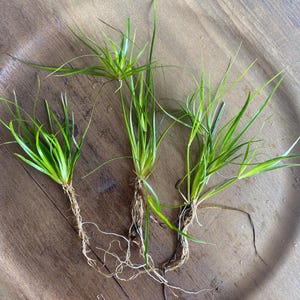 Creeping Rush Juncus Repens Single Stem Easy Foreground carpeting Live ...