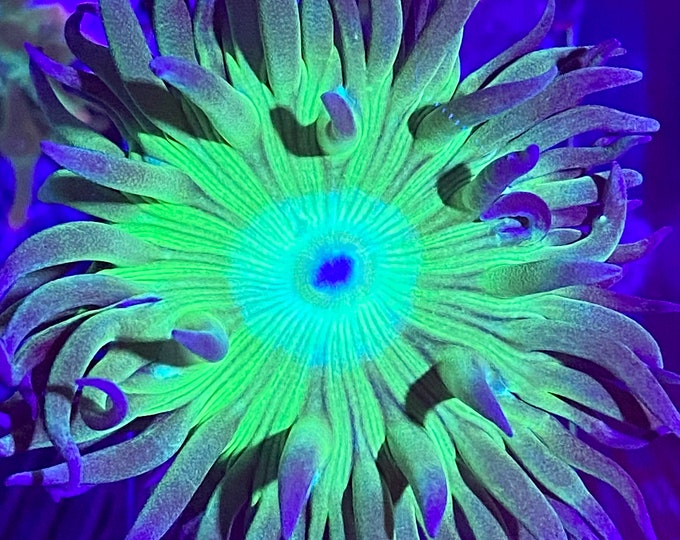 Purple Discosoma Mushroom Live Saltwater Coral - Etsy