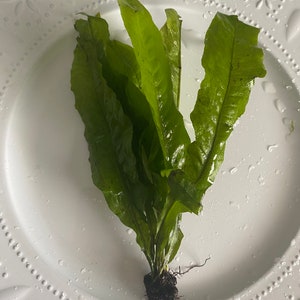 Java Fern - Microsorum Pteropus - Live Aquarium Plant Easy, Low Light ...