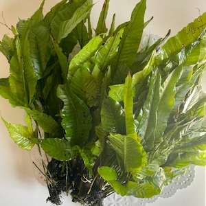 FANCY Live Aquarium Ferns - Bolbitis, Windelov, Lacy Java Fern, Large ...