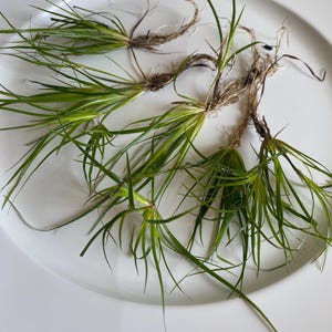 Creeping Rush Juncus Repens Single Stem Easy Foreground carpeting Live ...