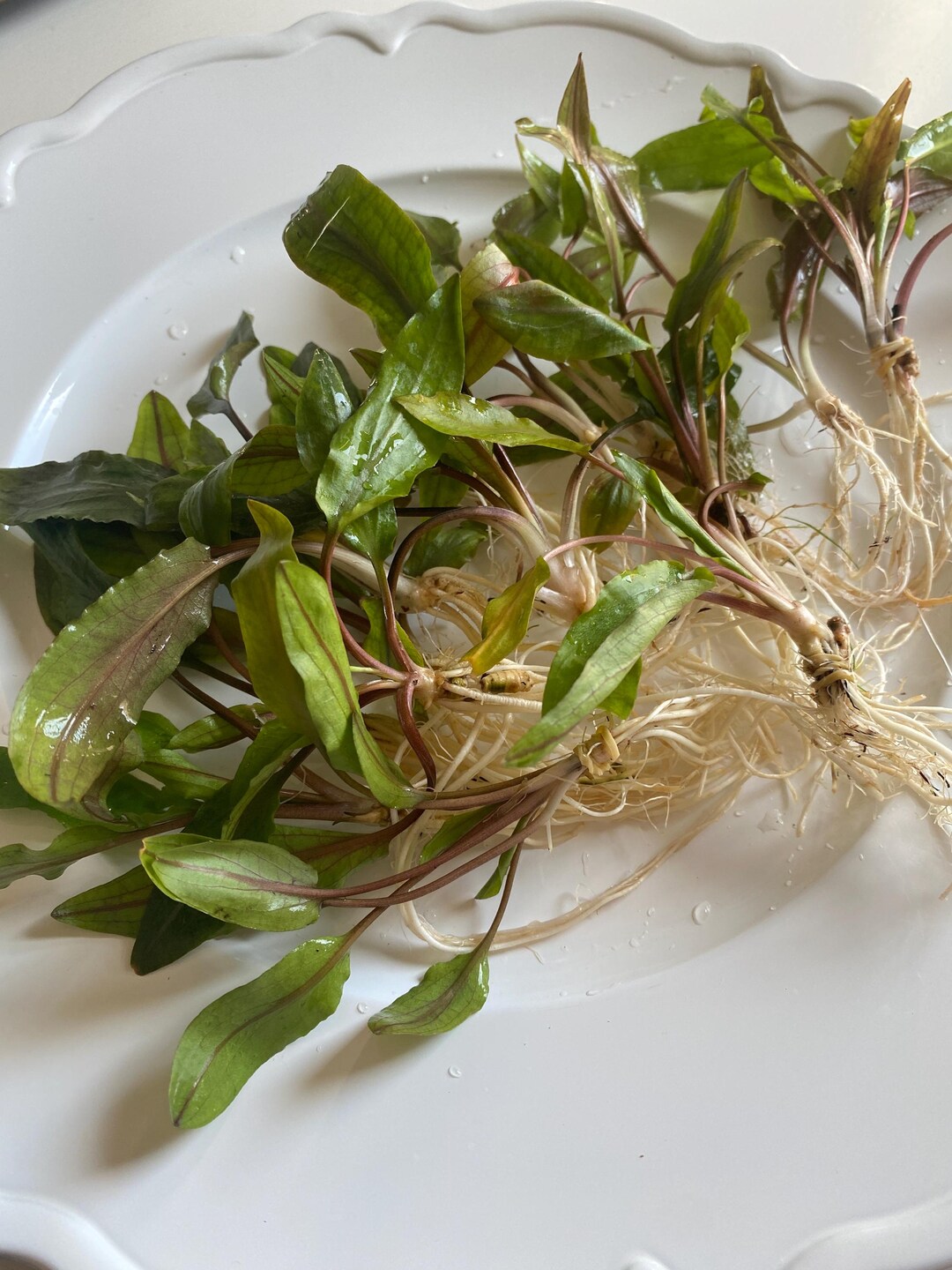 Undulata Crypt (crytocoryne)- Easy Live Aquarium Plant for Bettas ...