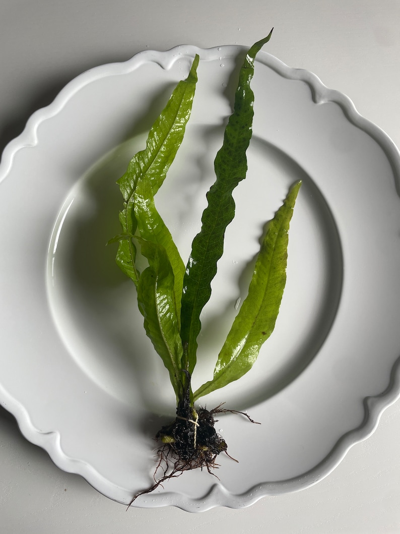 Java Fern - Microsorum Pteropus - Live Aquarium Plant Easy, Low Light ...