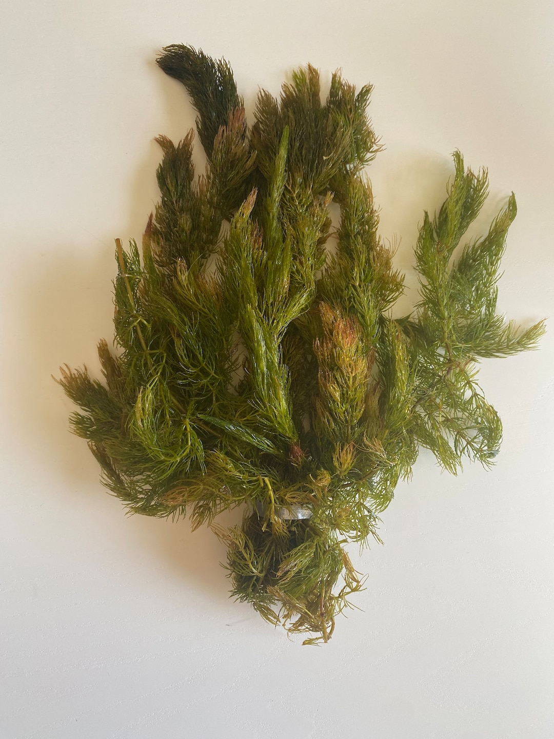 Hornwort- Fast Growing Aquatic Live Plant!- Floating Plant Goldish ...