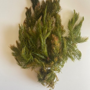 Hornwort- Fast Growing Aquatic Live Plant!- Floating Plant Goldish ...