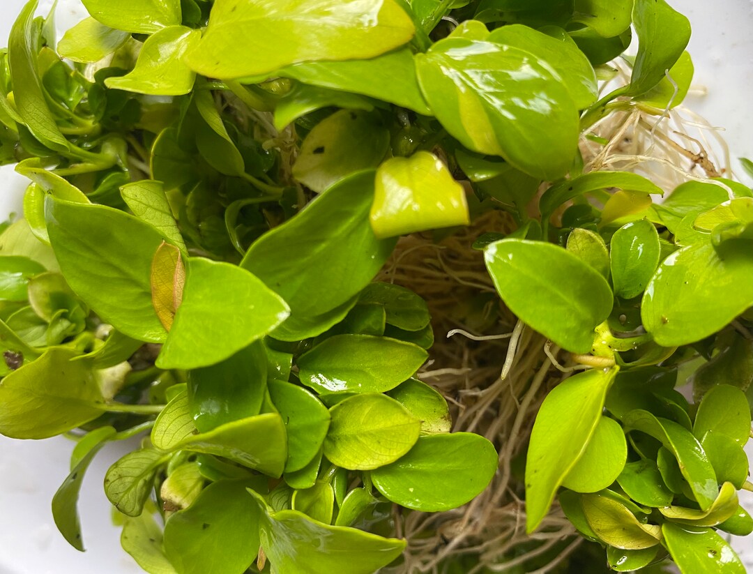 RARE "gold" Anubias Nana Petite - Delicate Rhizome Decor Great for ...