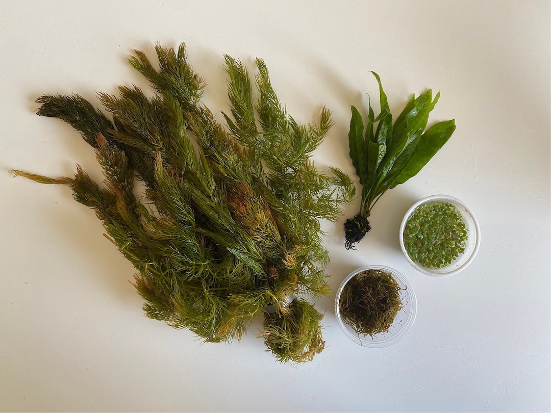 Goldfish Aquarium/pond Live Plant Bundle- Java Fern, Java Moss ...