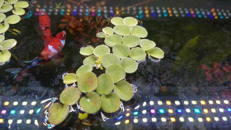 Salvinia Cucullata asian Water Moss 25 Leaves - Etsy