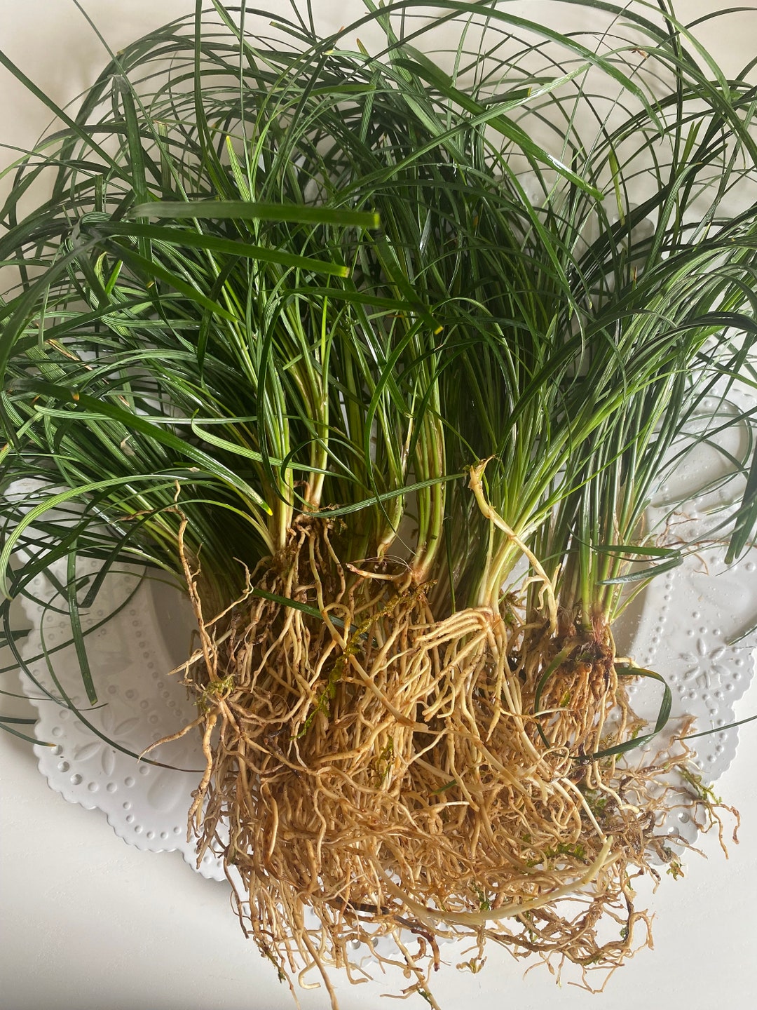 LG MONDO GRASS Bare Roots -terrarium/bog Live Plant - Grows Great in ...