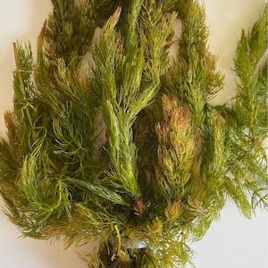 Hornwort- Fast Growing Aquatic Live Plant!- Floating Plant Goldish ...