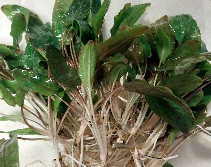 FANCY Small Brown Crypt cryptocoryne Wendtii brown Easy Beginner Live ...