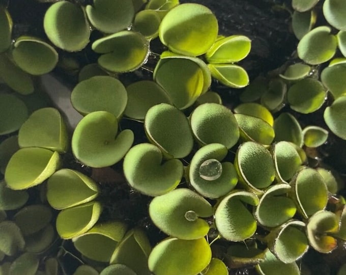 Salvinia Cucullata, asian Water Moss, 25 Leaves, Live Floating Aquarium ...