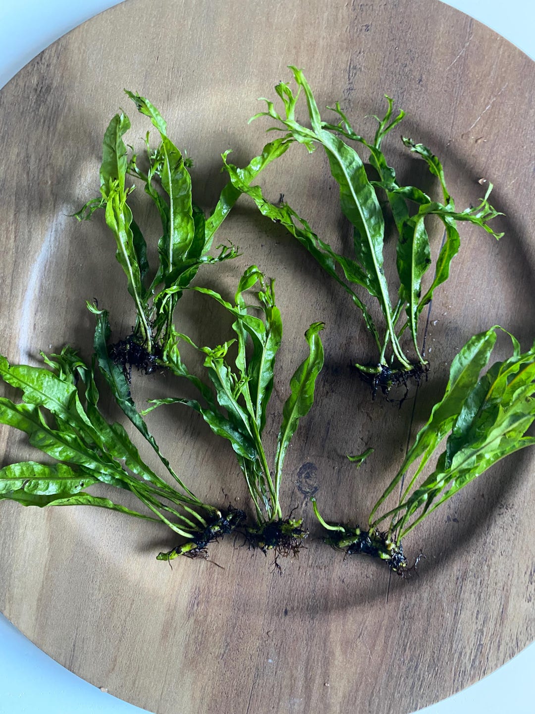 Fancy Lacy Java Fern (windelov)- Low Tech, Easy Aquatic Plant for All ...