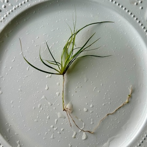 Creeping Rush Juncus Repens Single Stem Easy Foreground carpeting Live ...