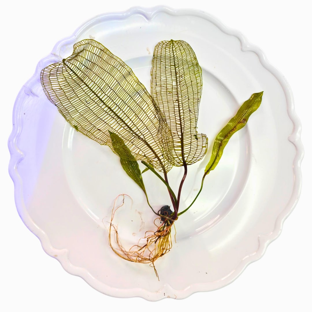Tofu's Tanks - Madagascar Lace Live Aquarium Plant - Aponogeton ...