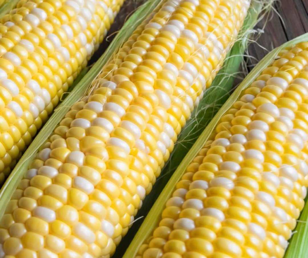 Freeze Dried Sweet Corn: Colorado Olathe, Gluten-free, Make Cornmeal - Etsy