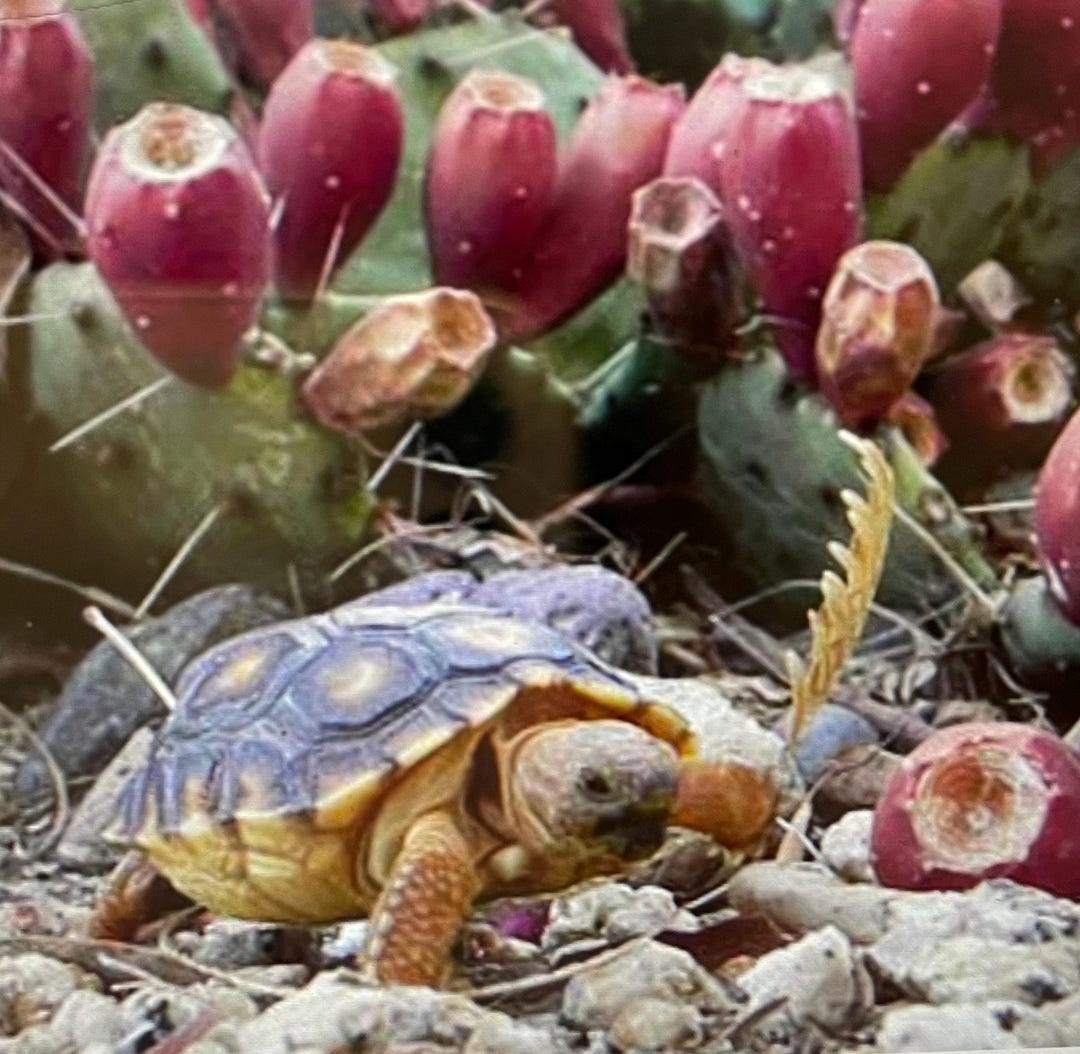 Organic Ripe Prickly Pear Cactus-tortoise Food-reptile Food-organic Pet ...