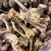 Chicken Bones 2 Pounds Freeze Dried Cooked Chicken Bones Powdered ...