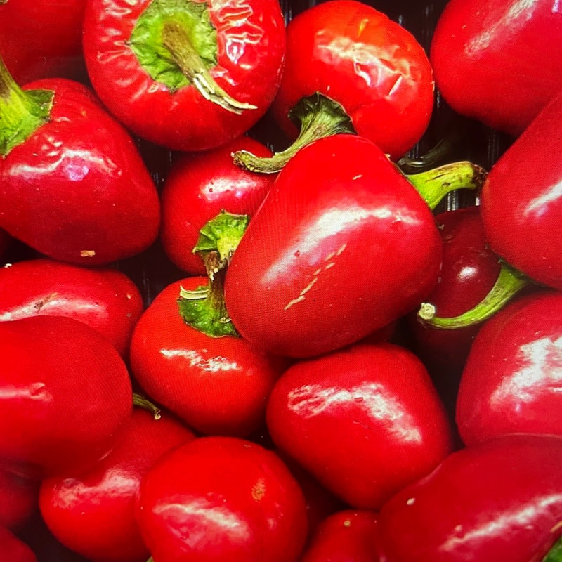 Pimento Pepper Plant - Etsy