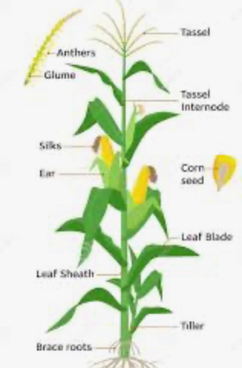 Freeze Dried Olathe Sweet Corn: Whole Kernel or Ground Powder (all ...
