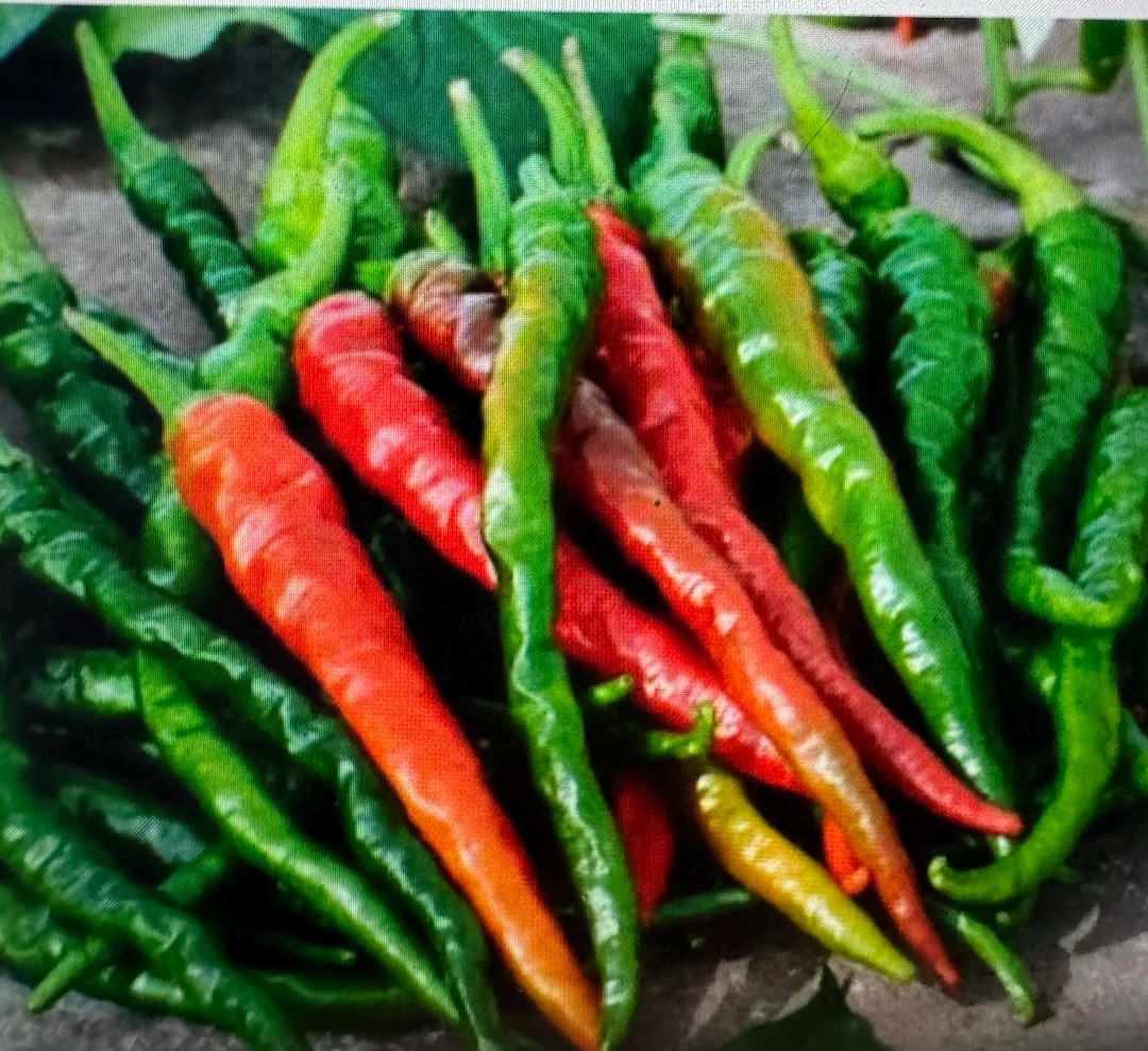 Freeze Dried Italian Long Hot Peppers-italian Long Hots Peppers Organic ...