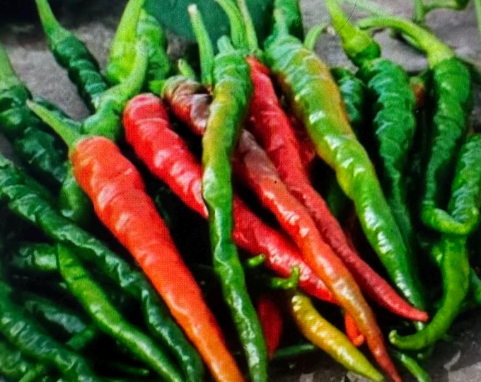 Italian Long Hot Pepper Seeds USA NJ Grower Heirloom Organic NJ Seller ...
