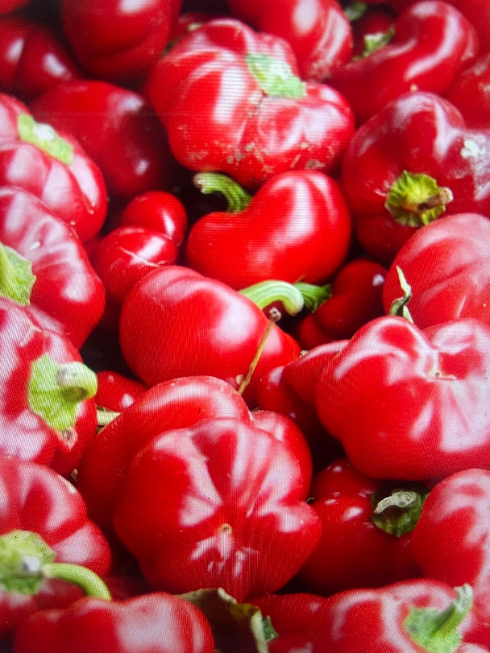 Freeze Dried Pimiento Peppers: Organic Roasted Sweet Diced Pimento ...