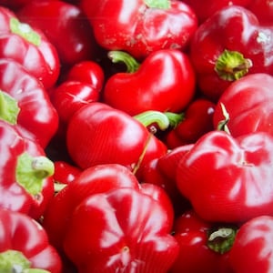 Freeze Dried Pimiento Peppers- Organic Roasted Pimento Peppers- Savory ...