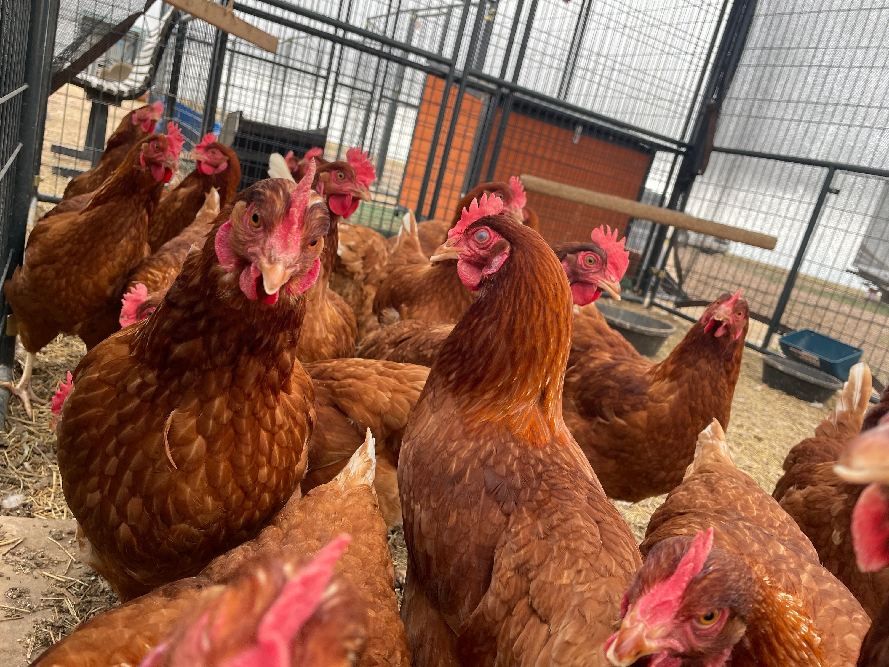 Chicken Bones -2 Pounds Freeze Dried Organic Cooked Chicken Bones - Use ...