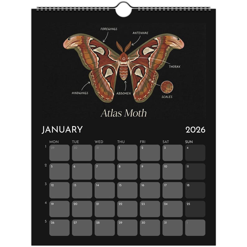 2026 Moth Wall Calendar - Bohemian Anatomical Illustrations for ...