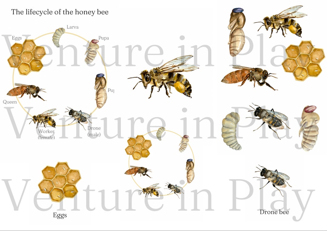 Honey Bee Lifecycle Printable Pack - Etsy
