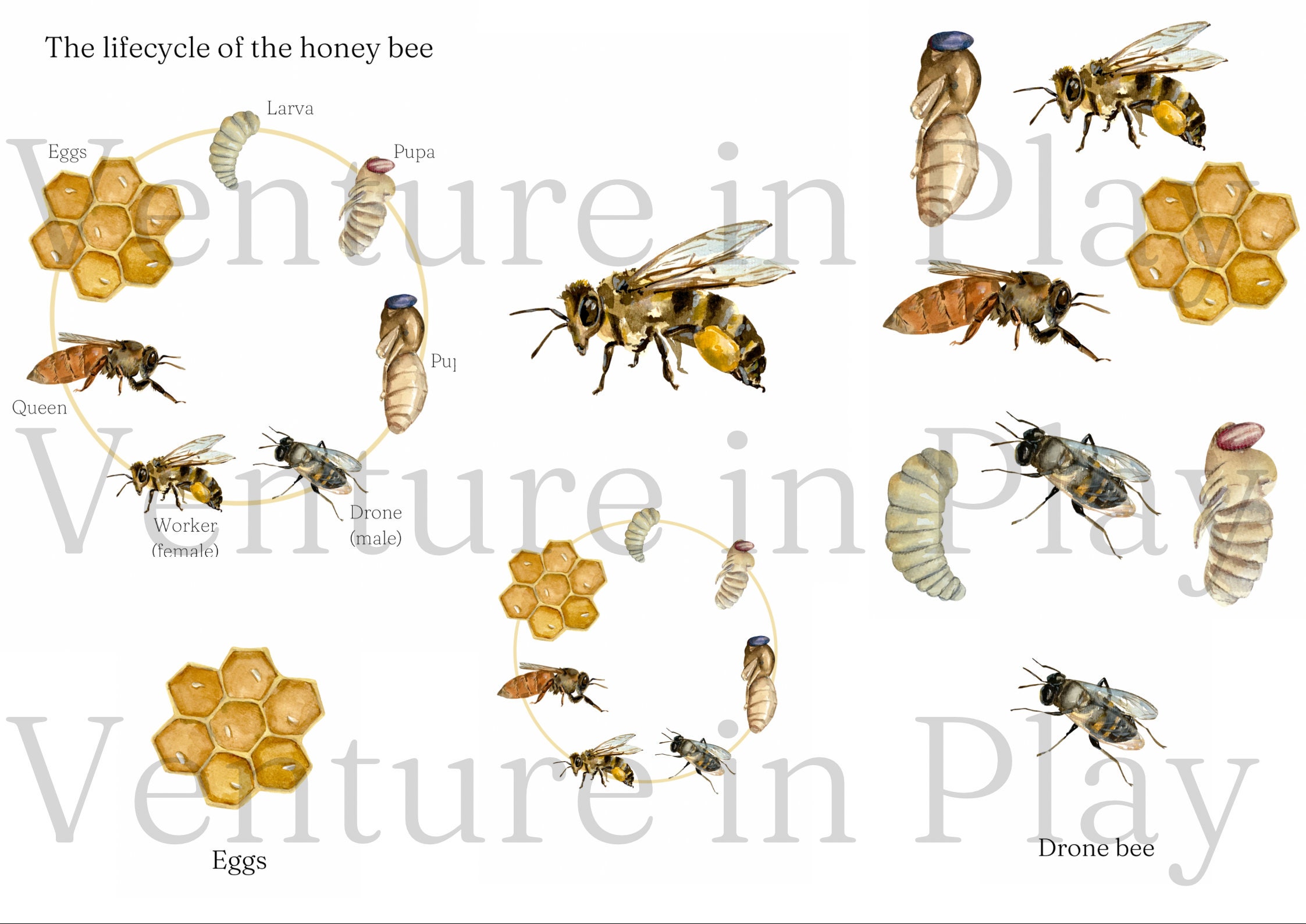 Honey Bee Lifecycle Printable Pack - Etsy