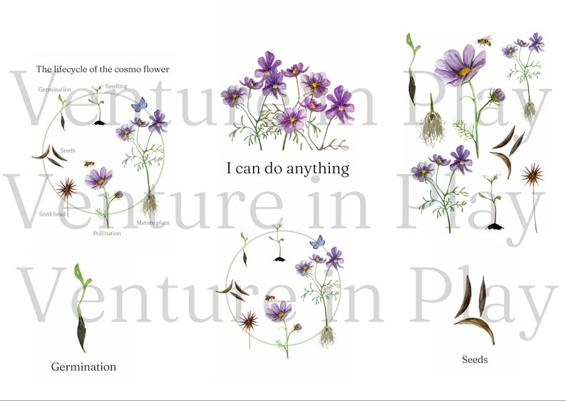 Cosmo Flower Lifecycle Printable Pack - Etsy