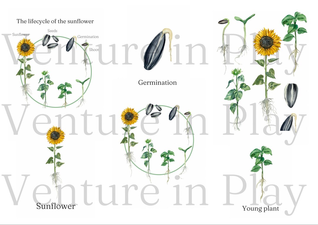 Sunflower Lifecycle Printable Pack - Etsy