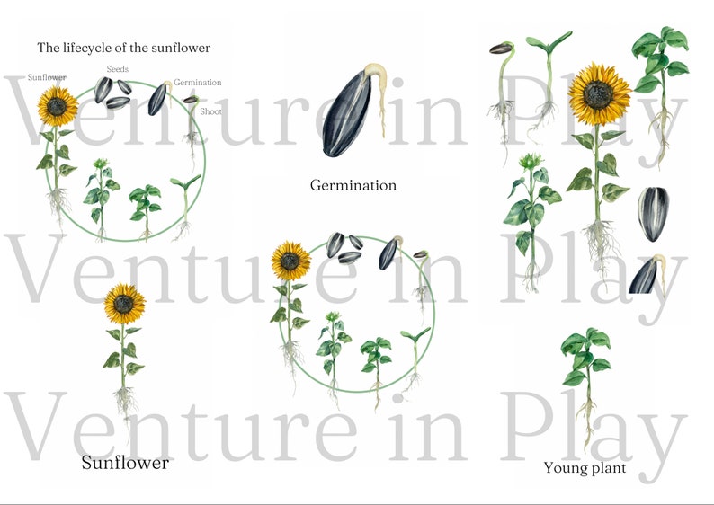 Sunflower Lifecycle Printable Pack - Etsy