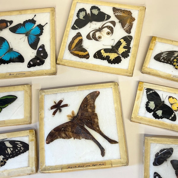 Butterfly Collection - Etsy