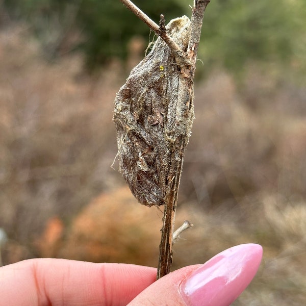 Live Moth Cocoon - Etsy
