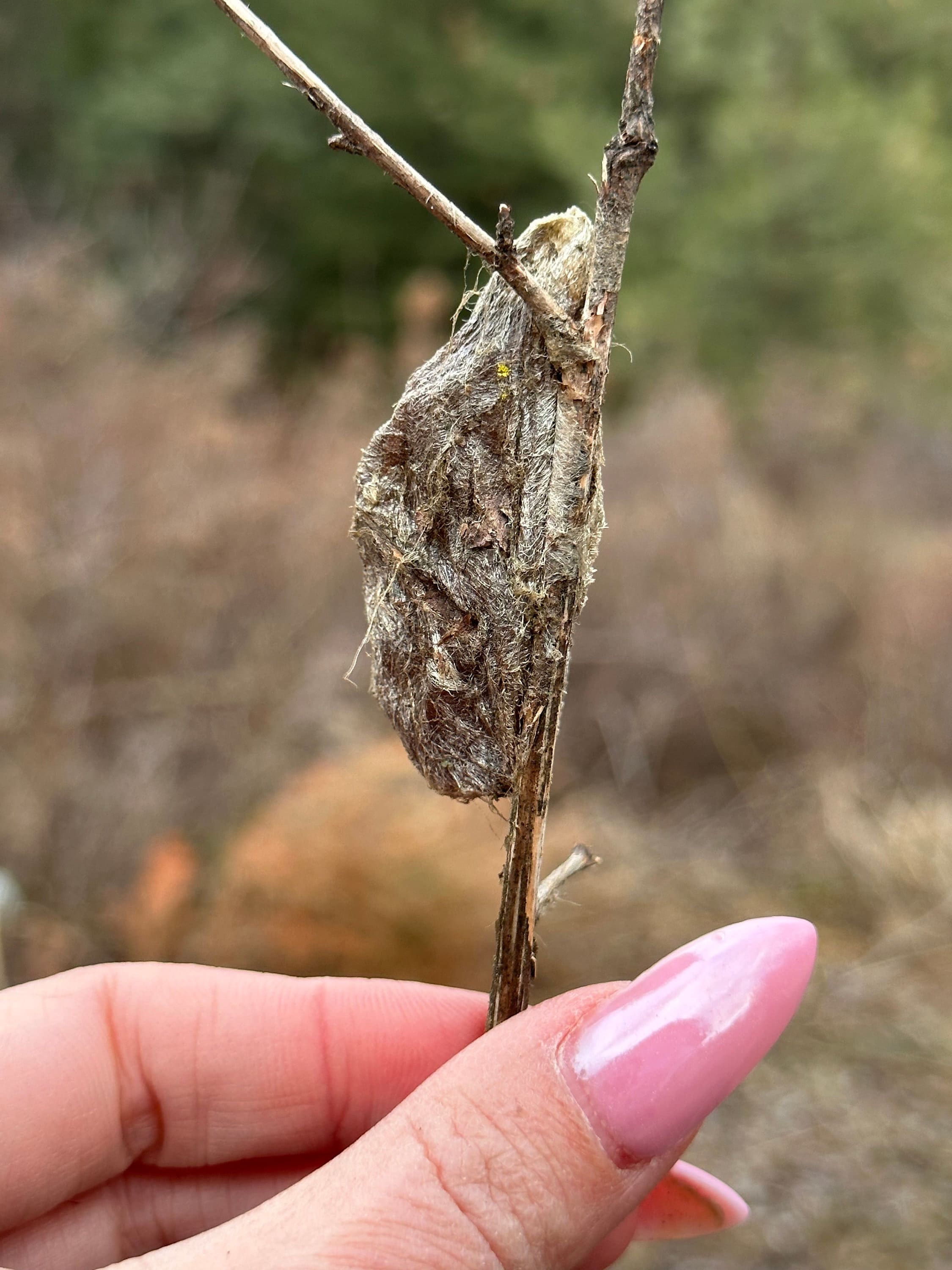 Insect Cocoons