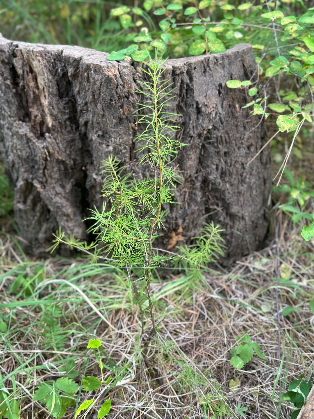 Tamarack Prebonsai Tree Western Larch Tree Nursery Stock - Etsy