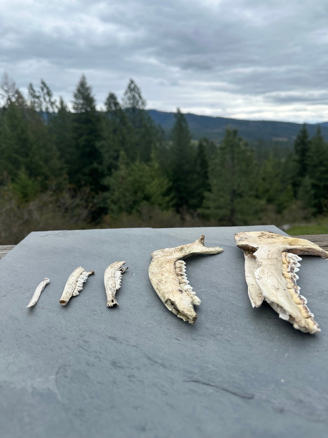 Jaw Bone Collection Teeth Collection Animal Bones Gothic Home Decor ...