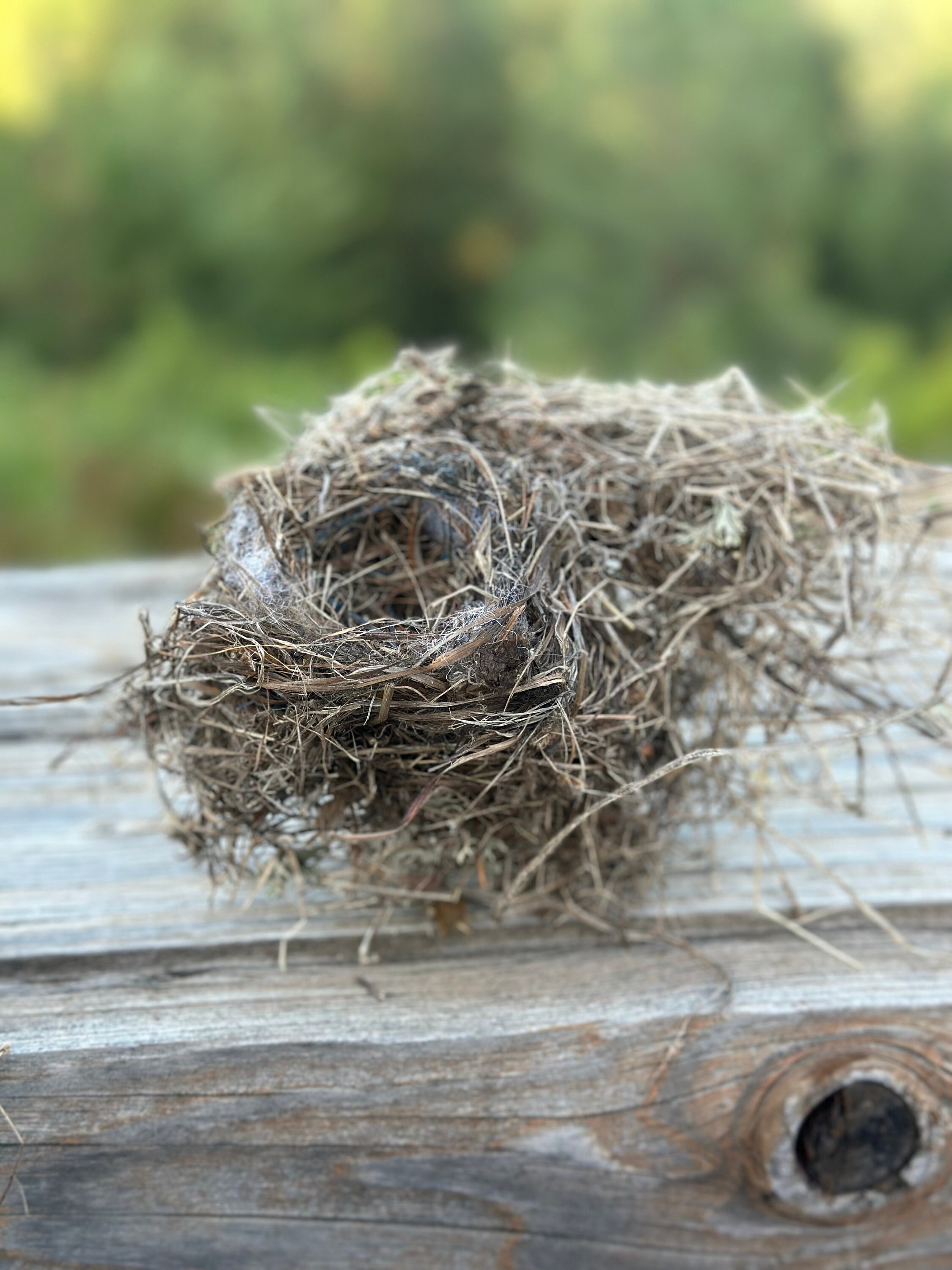 Smallest Bird Nest