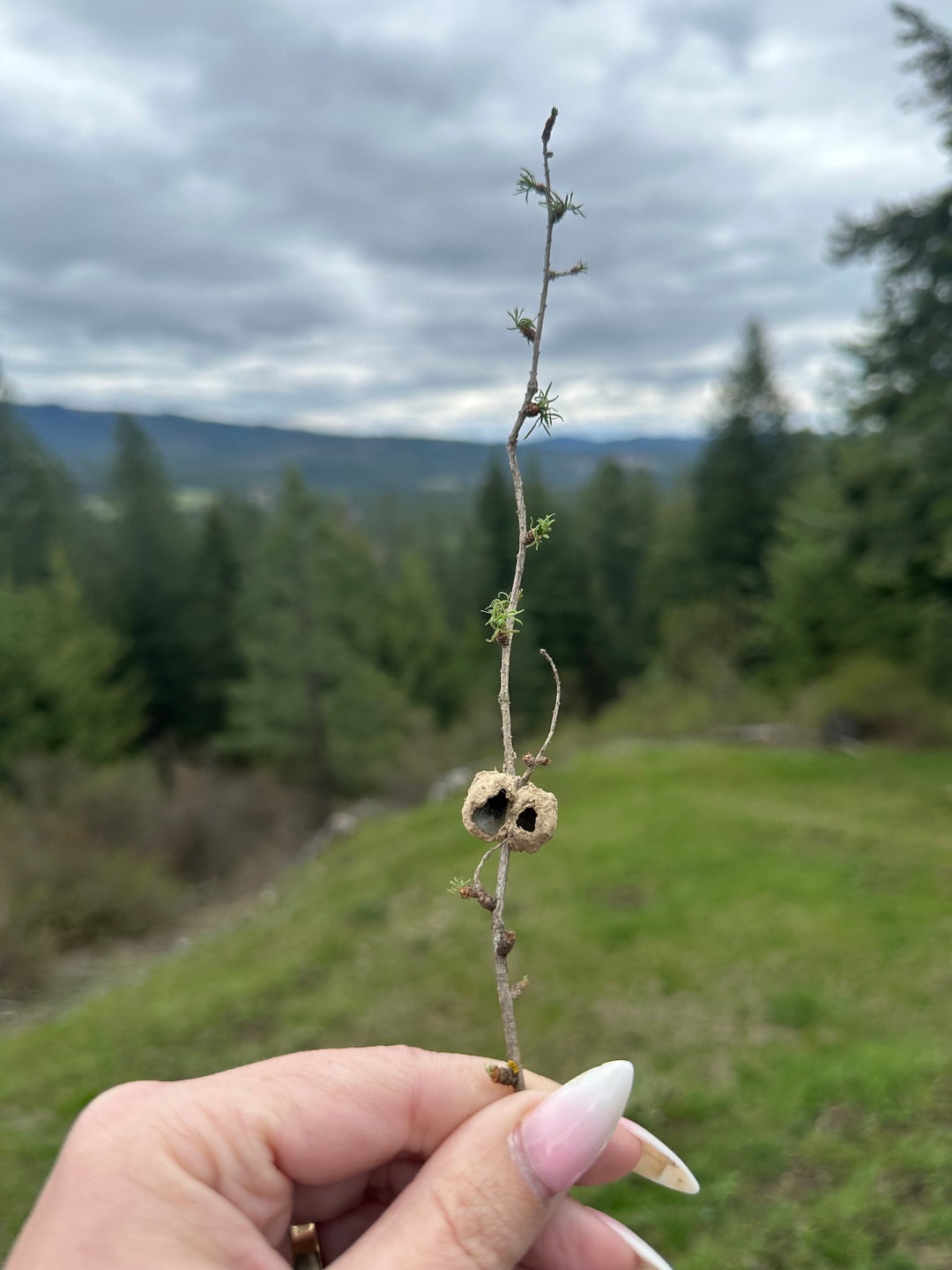 Mud Nest Mud Caccoon Curio Bug Oddity Insect Curiosity Terrarium Decor ...