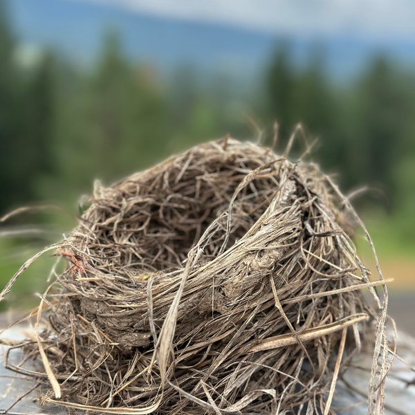 Real Birds Nest - Etsy