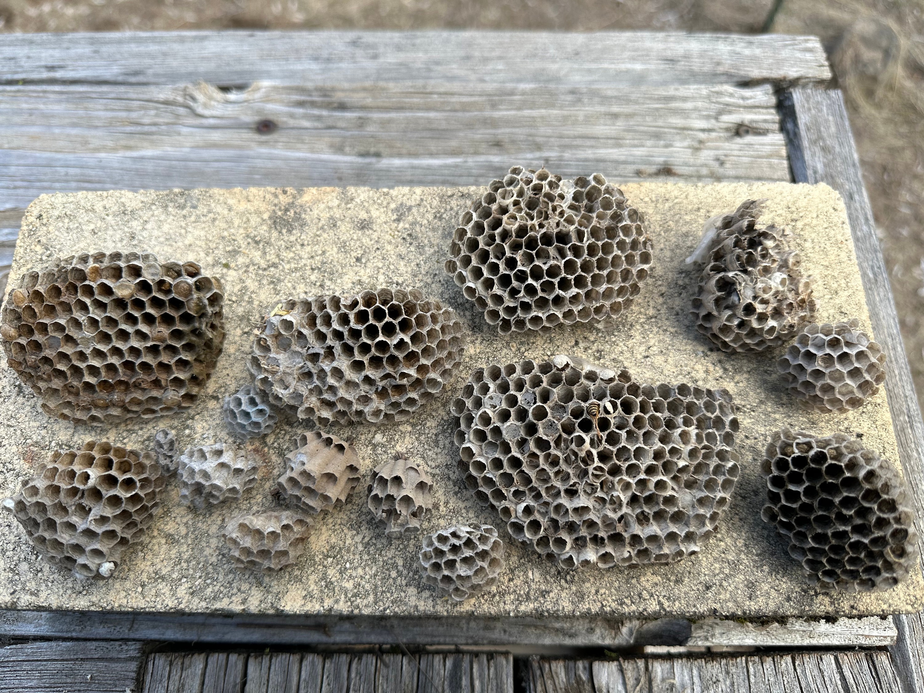 Wasp Nest Wasp Nest Art Wasp Nest Decor Paper Wasp Nest Real Wasp Nest ...