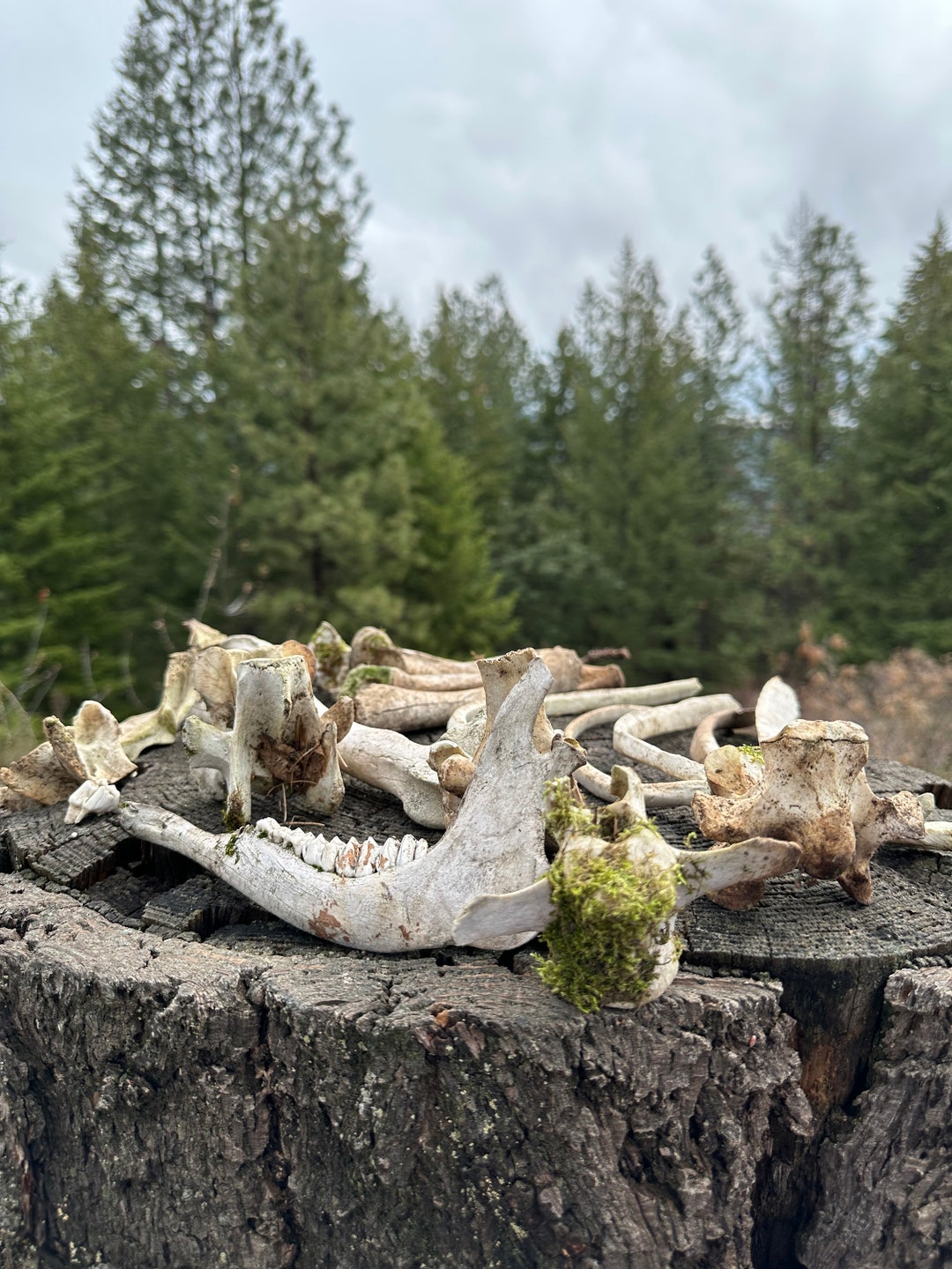 Real Bones Bone Crafts Bone Art Gothic Home Decor Skeleton Art Desert ...