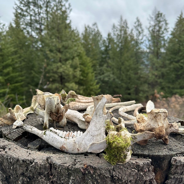 Animal Bones - Etsy