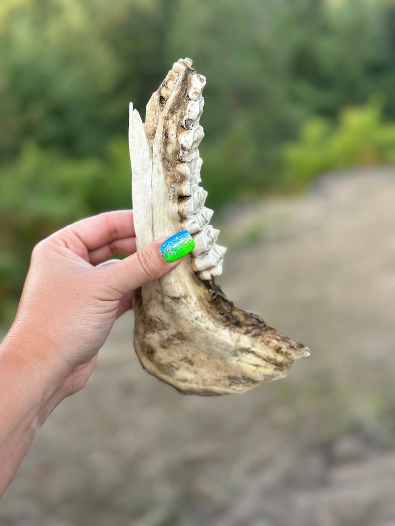 Animal Jaw Bones Real Teeth Gothic Home Decor Bone Art Desert Aesthetic ...